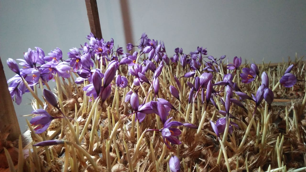 Home - vertical saffron cultivation Home - vertical saffron cultivation