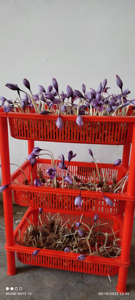 Home - vertical saffron cultivation