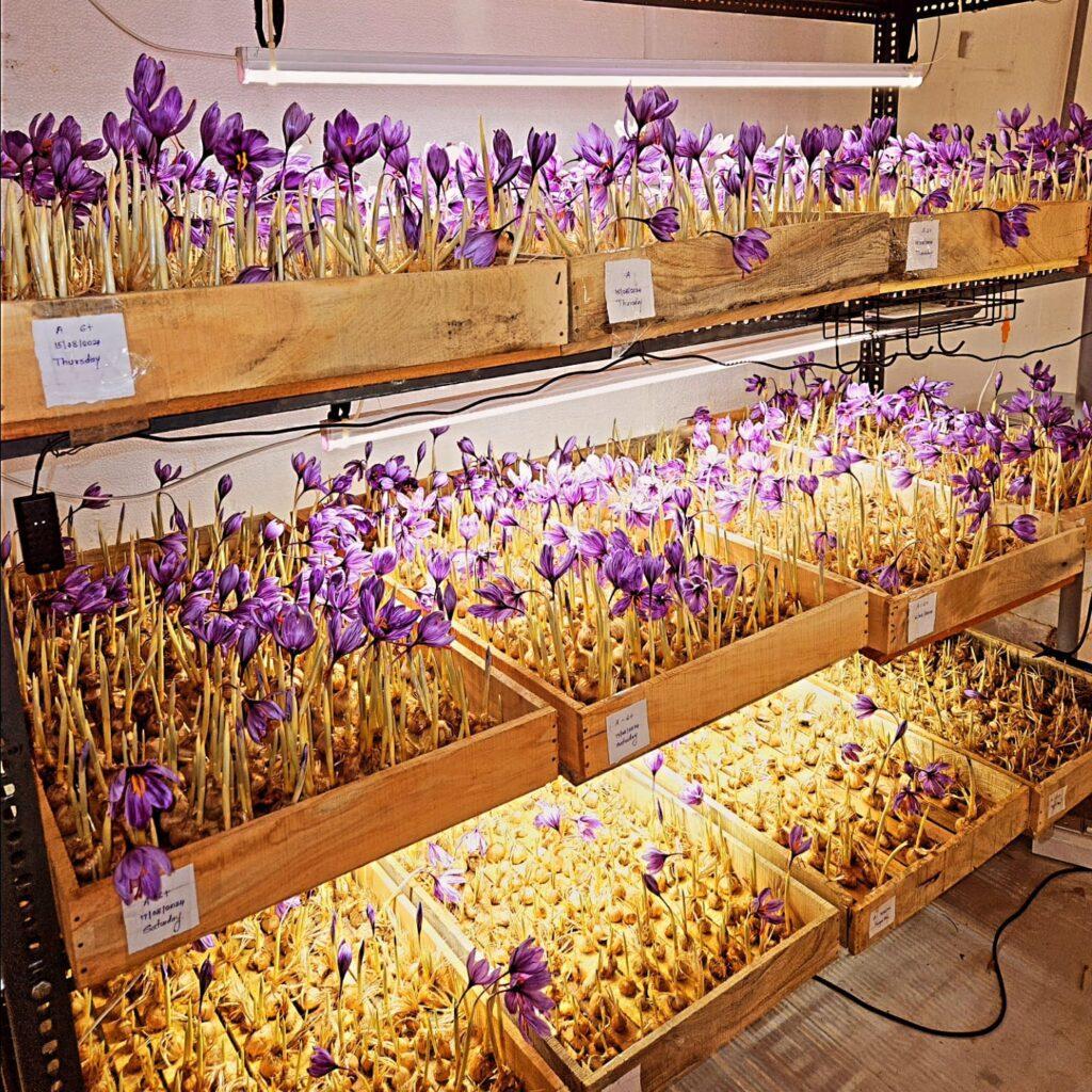 Saffron farming Home