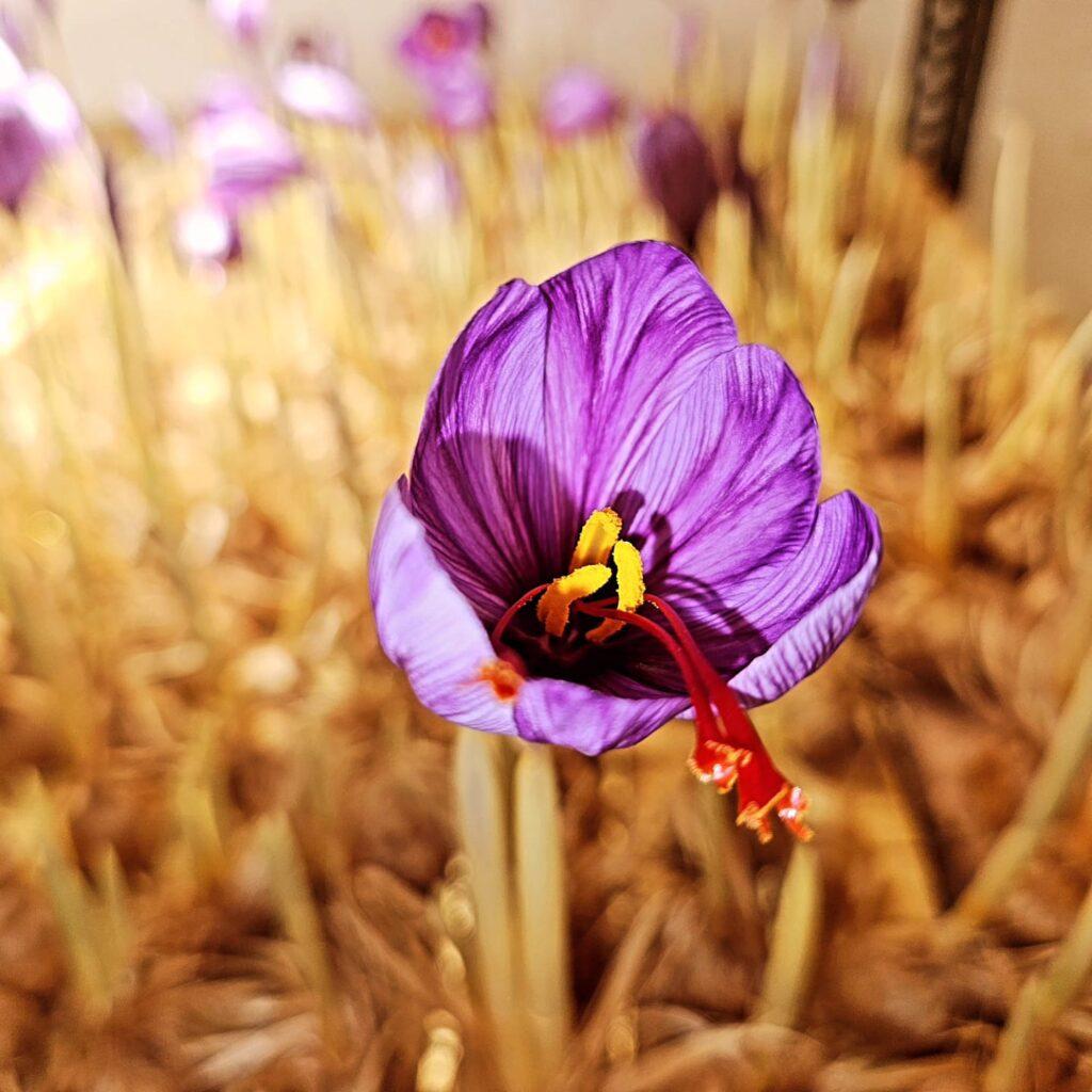 Saffron farming Home